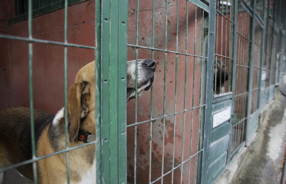 Bomosa i Laika es presentaran per gestionar la gossera i la gatera | Bondia