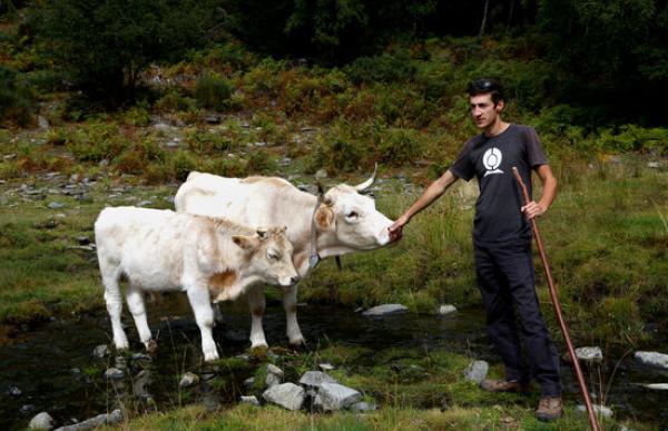 La vaca que ja no és una relíquia | Bondia